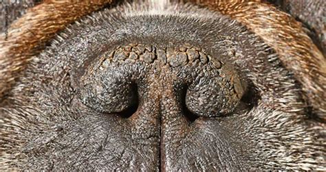 筛选测试检查短头犬呼吸功能分级方案获得许可 病症 维宠宠物导航网