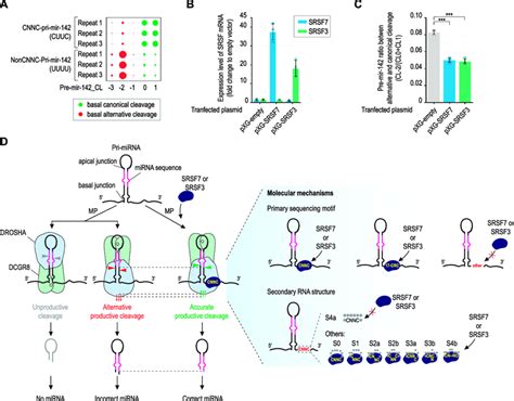 Srsf7 And Srsf3 Control Mp Cleavage Sites In Human Cells A