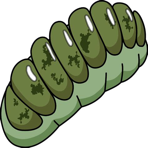 Polyplacophora Figure Science Figures