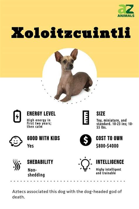 Xoloitzcuintli A Z Animals