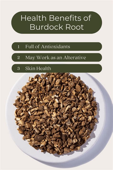 Tcm Benefits Of Burdock Root At Valeria Sturm Blog