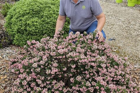 Escallonia Showstopper Bred By Peter Moore