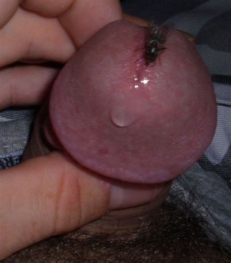 Fly On My Cock ThisVid Com