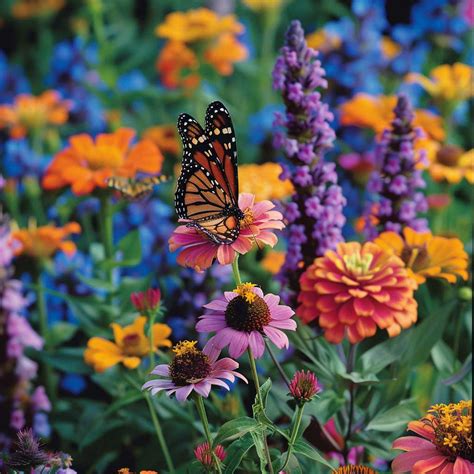 3 Secrets To A Thriving Butterfly Garden