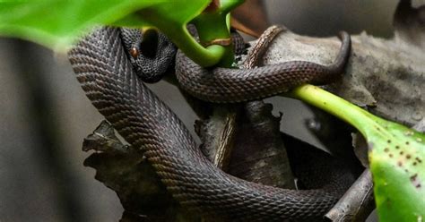 Snakes Have Clitorises Scientists The Manila Times