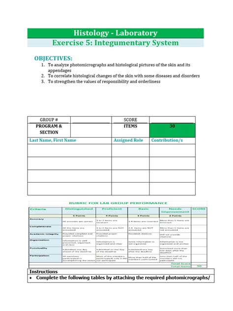 Laboratory Exercise 5 Integumentary System Pdf Skin Epidermis