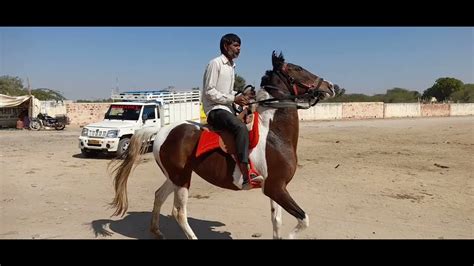 नागौर मेला 2023।शादी बारात और नाचने वाली घोड़ी। Rajasthani Horse