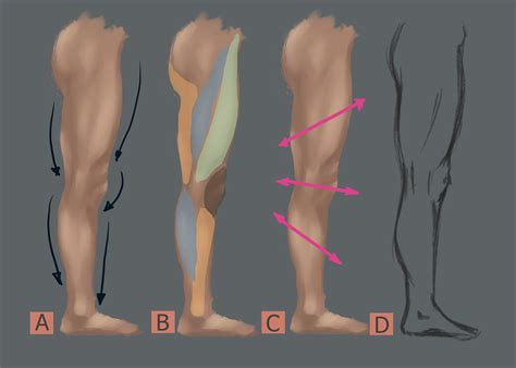 측면 발 해부학