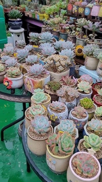 가을이오기전 다육이들이 다 무너져내리네요😝 Youtube