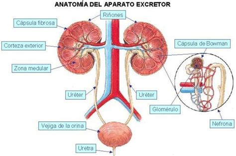 Sistema Excretor Órganos Partes Y Cómo Funciona