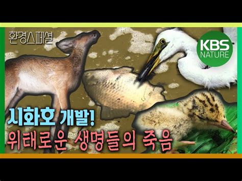 평화와 죽음이 공존하는 땅 시화호 위태로운 생명들의 죽음 [환경스페셜 시화호의 생명 고향을 잃다] Kbs 20101020 방송
