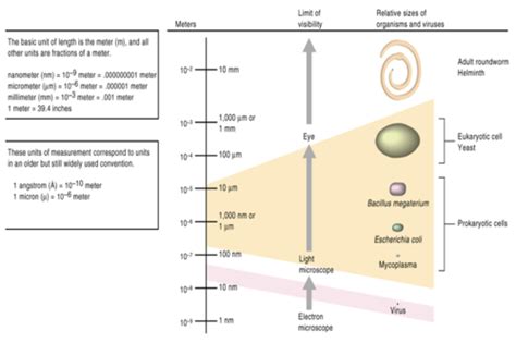 Lec Micro Intro Flashcards Quizlet
