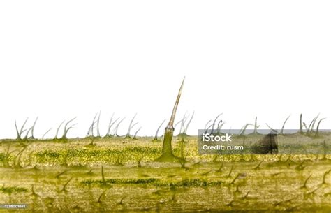 Stinging Nettle Thorn Under The Microscope Closeup Isolated On White