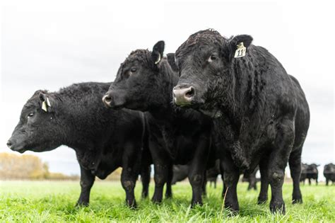 Live Export Trade Prepping For Re Start Angusnz