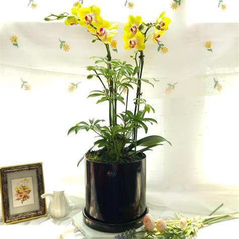 화성 개업화분 추천과 당일 수령 정성꽃배달 전국 꽃바구니 꽃배달 화환 화분