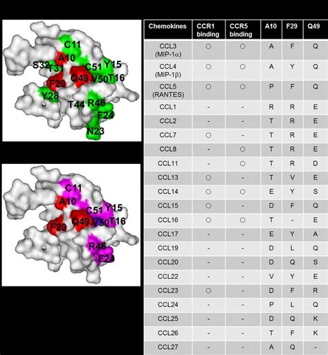 Fig S2 Conservation Of The Residues In The Ccr5 Binding Interface Of Download Scientific