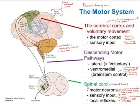 8 Descending Control Of Spinal Circuits And Motor Cortex Flashcards