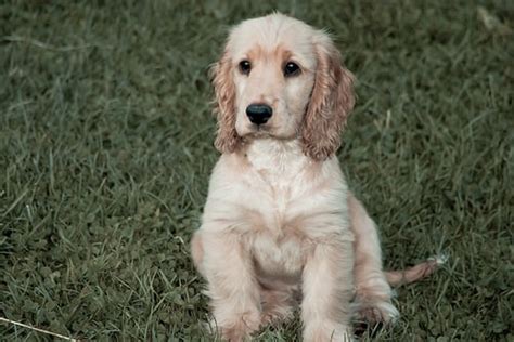 How Much Does A Cocker Spaniel Cost