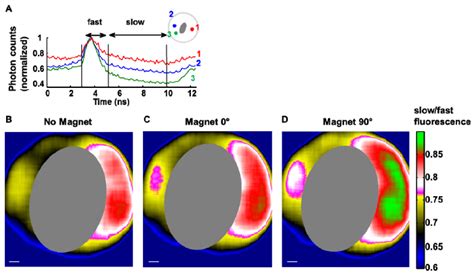 Mfe Mapped With 2 Photon Excited Time Correlated Single Photon