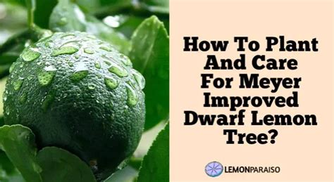 Lemon Tree Flower Everything You Need To Know Lemon Paraiso