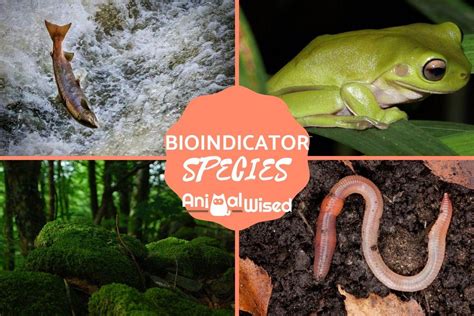 What Are Indicator Species Examples Of Bioindicators