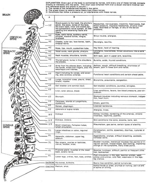 Printable Dermatome Chart