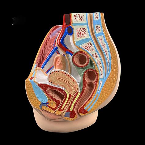 Buy Anatomy Model 1pc Sagittal Pelvic Anatomy Model For Male And
