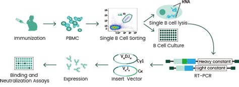 Research And Development Progress Of Sars Cov 2 Neutralizing Antibody Sino Biological