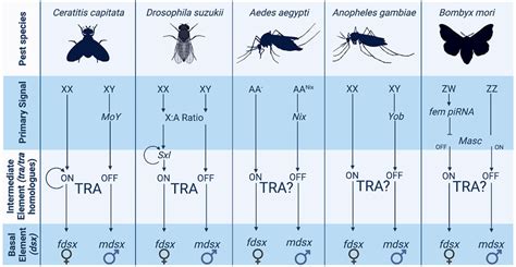 Frontiers Manipulating Insect Sex Determination Pathways For Genetic