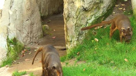 Eupleridae Bilder Durchsuchen 164 Archivfotos Vektorgrafiken Und