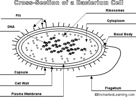 Bacteria