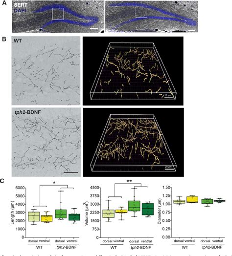 Figure 3 From Brain Derived Neurotrophic Factor Expression In Serotonergic Neurons Improves