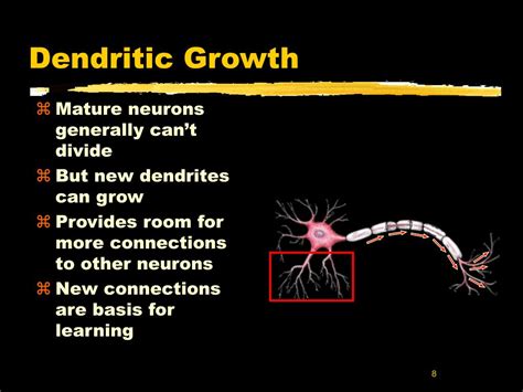 Ppt Neurons And Synapses Powerpoint Presentation Free Download Id2965152