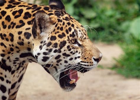 Jaguar Com A Boca Aberta Panthera Onca Foto Premium