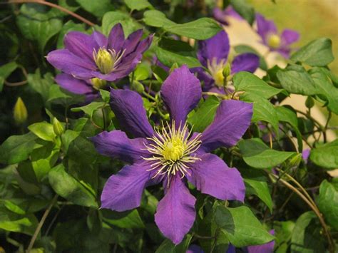 Tips And Information About Clematis Gardening Know How