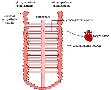Describe The Structure Of The Sympathetic Nervous System Lo Quizlet