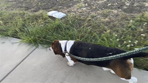 Charlies Sniff Patrol Continues Rbasset