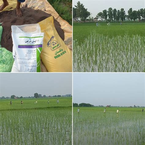 Ch Basit Mustafa On Linkedin Potash Potassium Is Crucial For Rice Crops As It Promotes