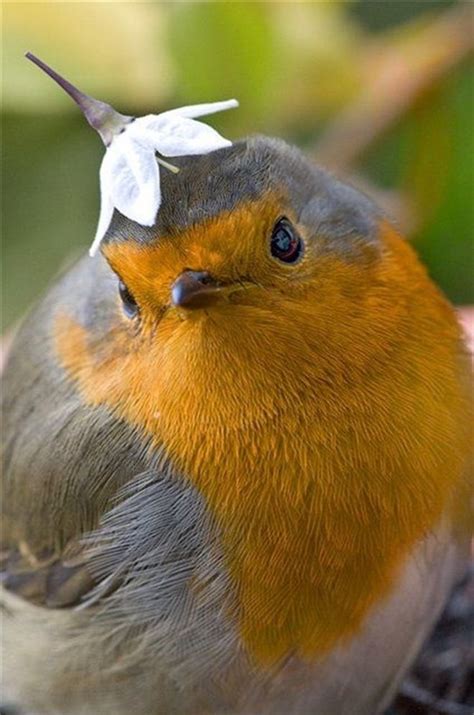 Funny Robin With A Little Flower Bonnet Red Robin Bird Quotes Adorable Robins Robin Bird Cute