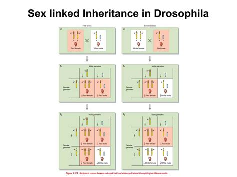 2 Sex Linked Inheritencepptx