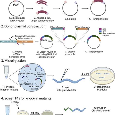 Workflow Of Method 1 Plasmid Based Aid Bfp Aid Mtagbfp2 Knock In