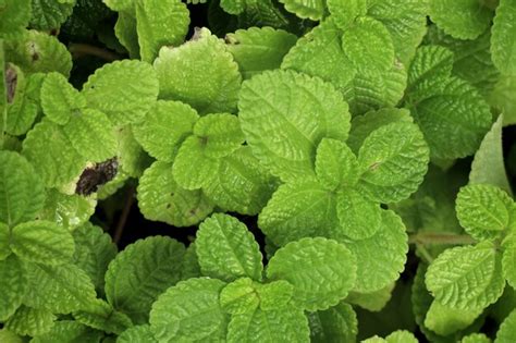 Premium Photo Aromatic Plants