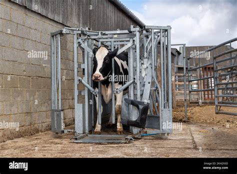Dairy Cow Held In A Cattle Crush Part Of A Handling System Designed To Keep Both Cows And