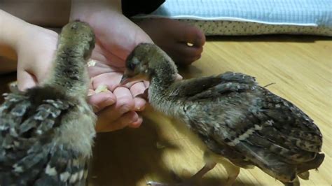 공작새 공작병아리와 교감하며 훈련하기 Youtube