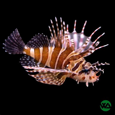Dwarf Zebra Lionfish Dendrochirus Zebra Whitlyn Aquatics
