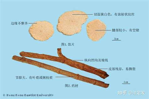 中药学川木通清热利尿通经下乳用于水肿淋病小便不通关节痹痛经闭乳少 知乎