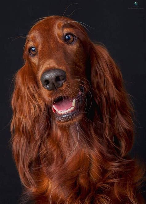 20 Best Big Red And Setter Books Images On Pinterest Irish Setter Red