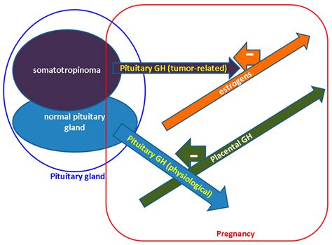 Acromegalypathogenesis