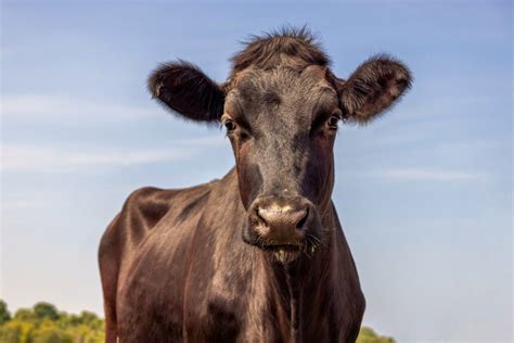 Genetically Modified Cattle Have Been Cleared In The U S