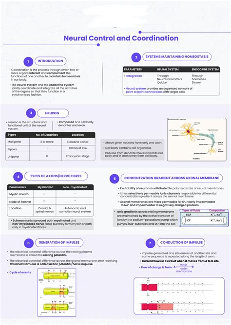 SOLUTION Neural Control And Coordination Mind Map Studypool